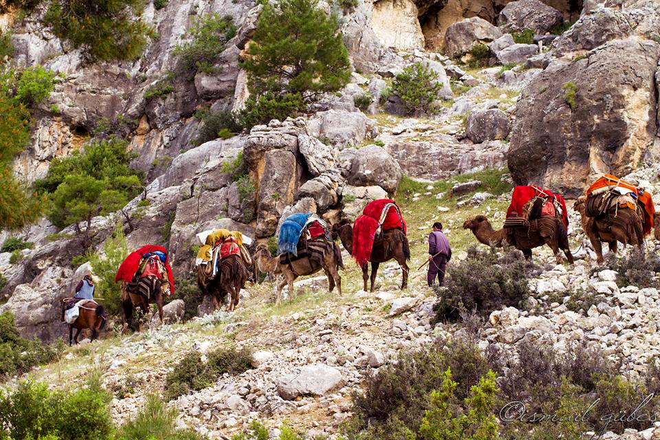 Anatolian Turkmens migrating to winter camps, Taurus Mountains, Turkey ...