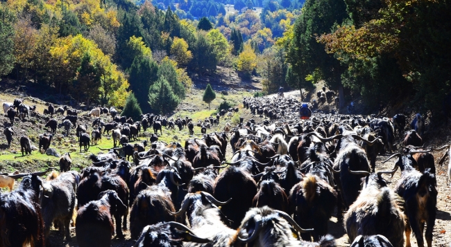 Nomadism in Turkey, Why and How – Turkish Ethnic Culture