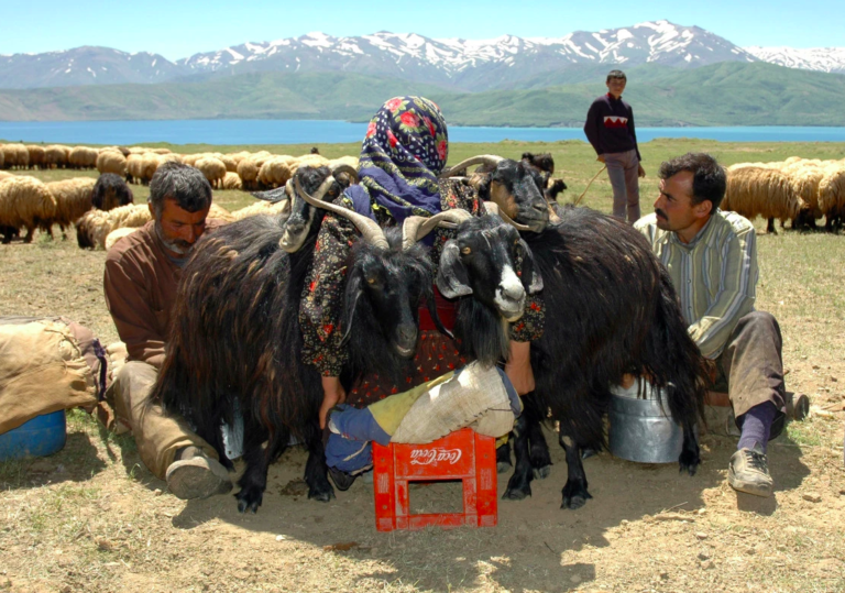 Nomadism in Turkey, Why and How – Turkish Ethnic Culture